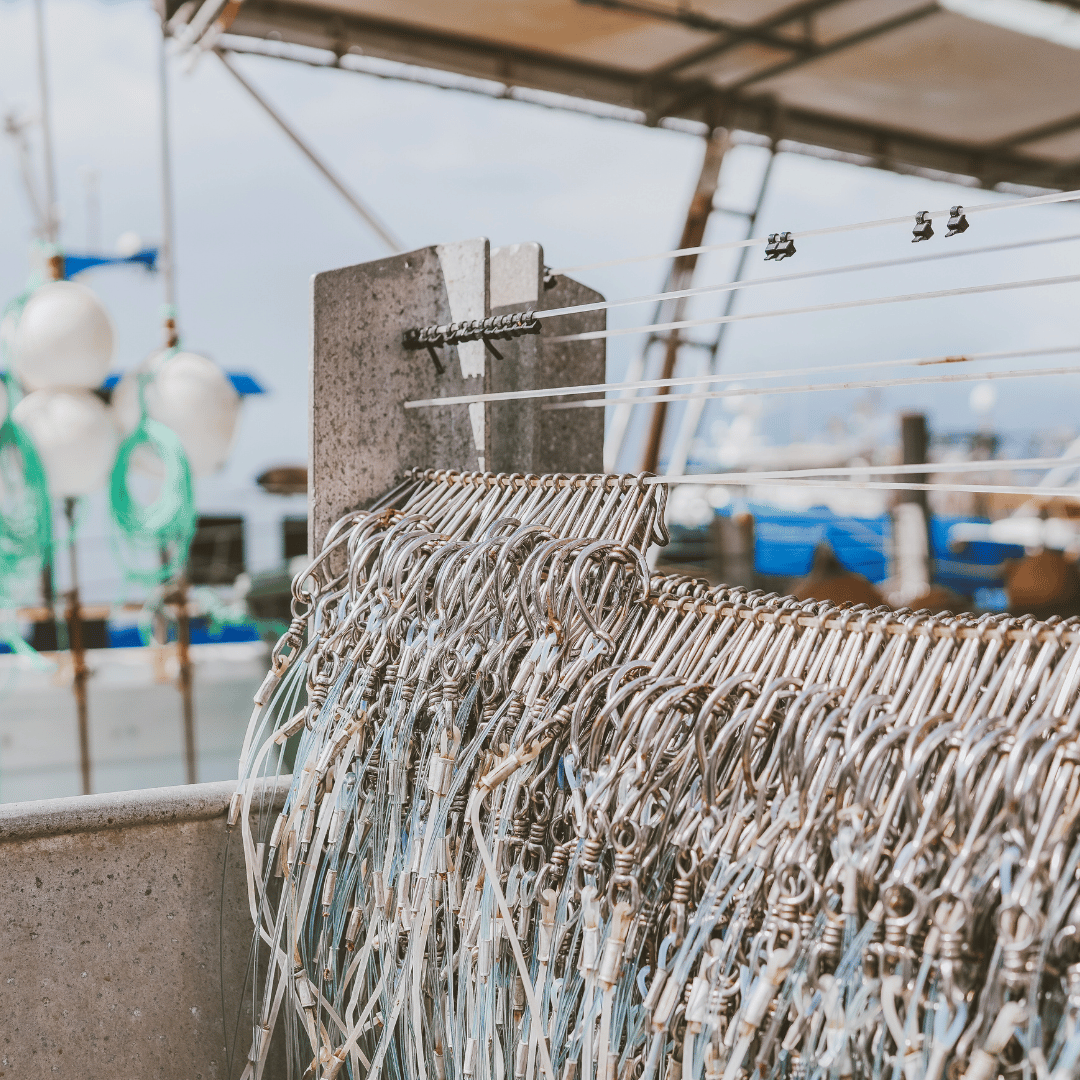 Sustainable Fishing – Little Tuna